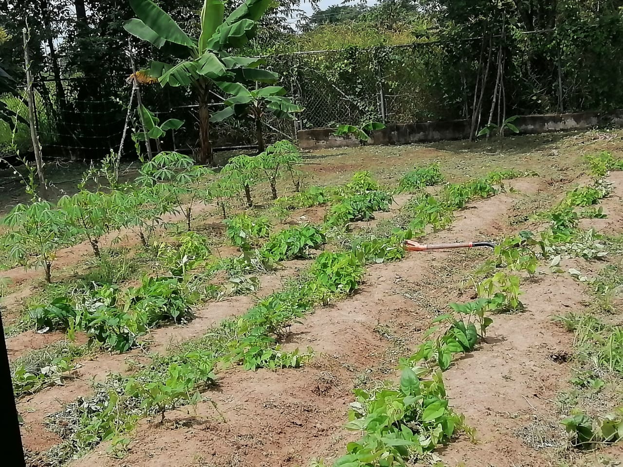 Extensión de los Santos y Nutre Hogar promueven proyecto de huerto